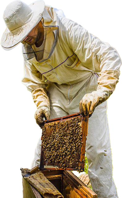 BIENENZUCHT – Zeit für die Vorbereitung von Bienenfutter! - Hanna ...